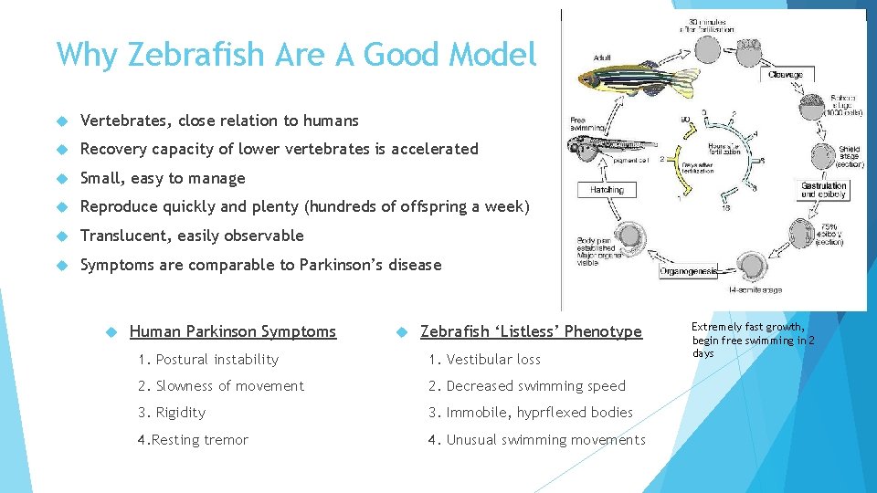 Recovery of SensoryMotor Functions in Embryonic Zebrafish Treated