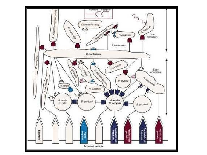 PROPERTIES OF BIOFILM Presented by Dr Krishna Das