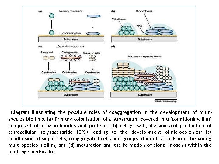 PROPERTIES OF BIOFILM Presented by Dr Krishna Das