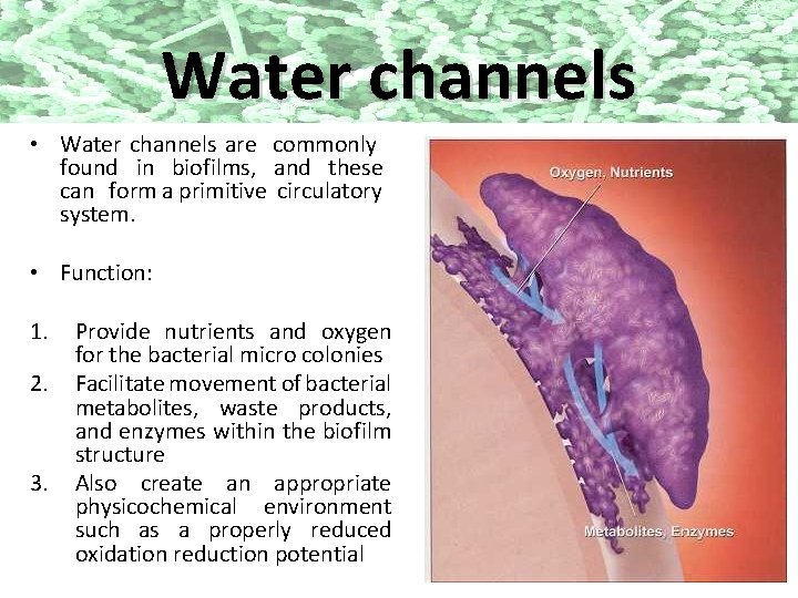 PROPERTIES OF BIOFILM Presented by Dr Krishna Das