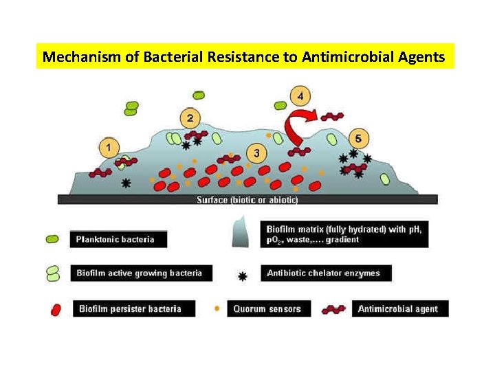 PROPERTIES OF BIOFILM Presented by Dr Krishna Das