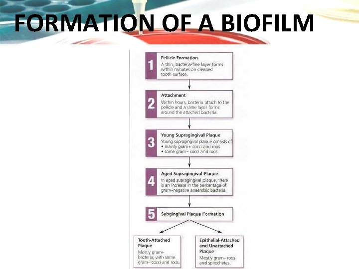 PROPERTIES OF BIOFILM Presented by Dr Krishna Das