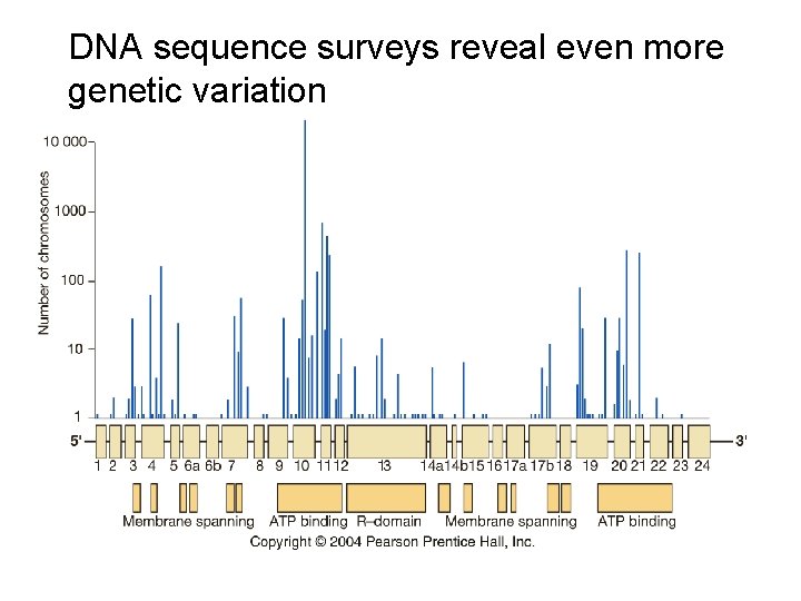Measuring genetic diversity in natural populations Protein electrophoresis