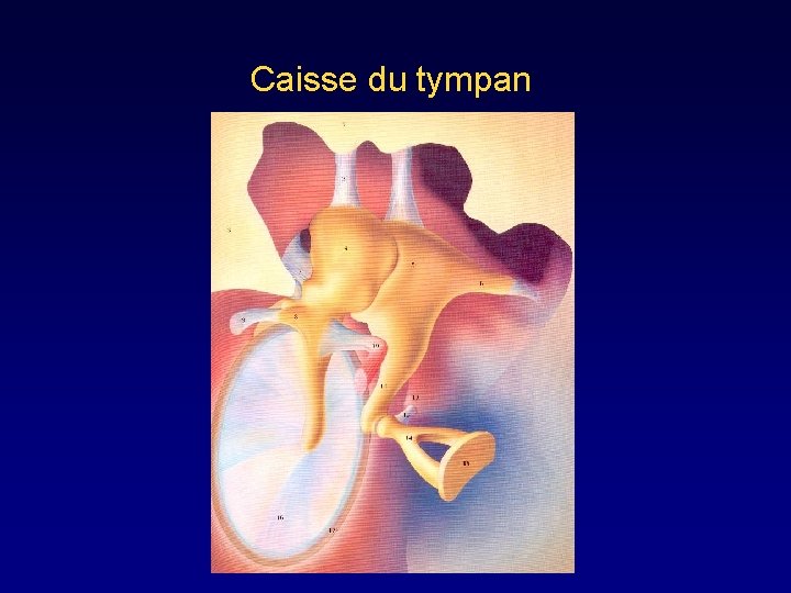 Rappel anatomique u Otoscopie u Diffrents types de