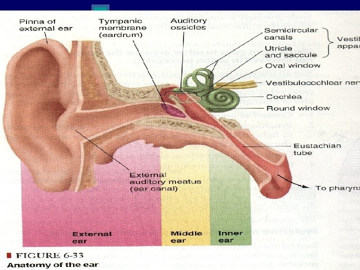 Hearing Functions of the ear n Hearing Parts