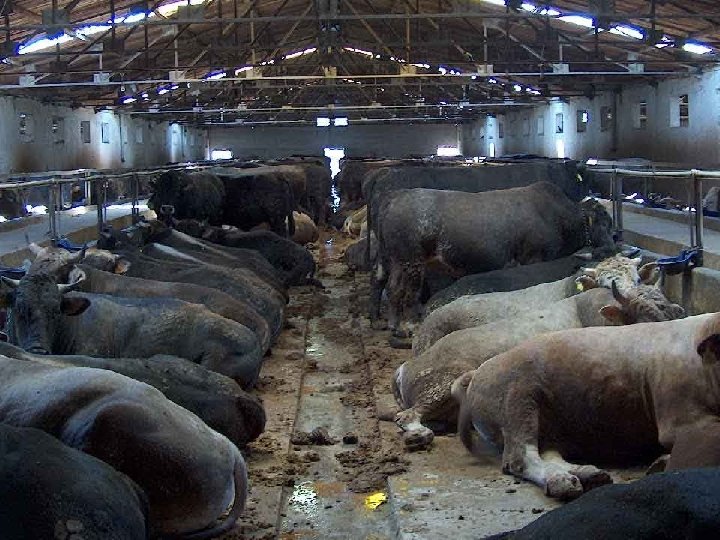 Cattle Fattening Young animals Adequate management and feeding