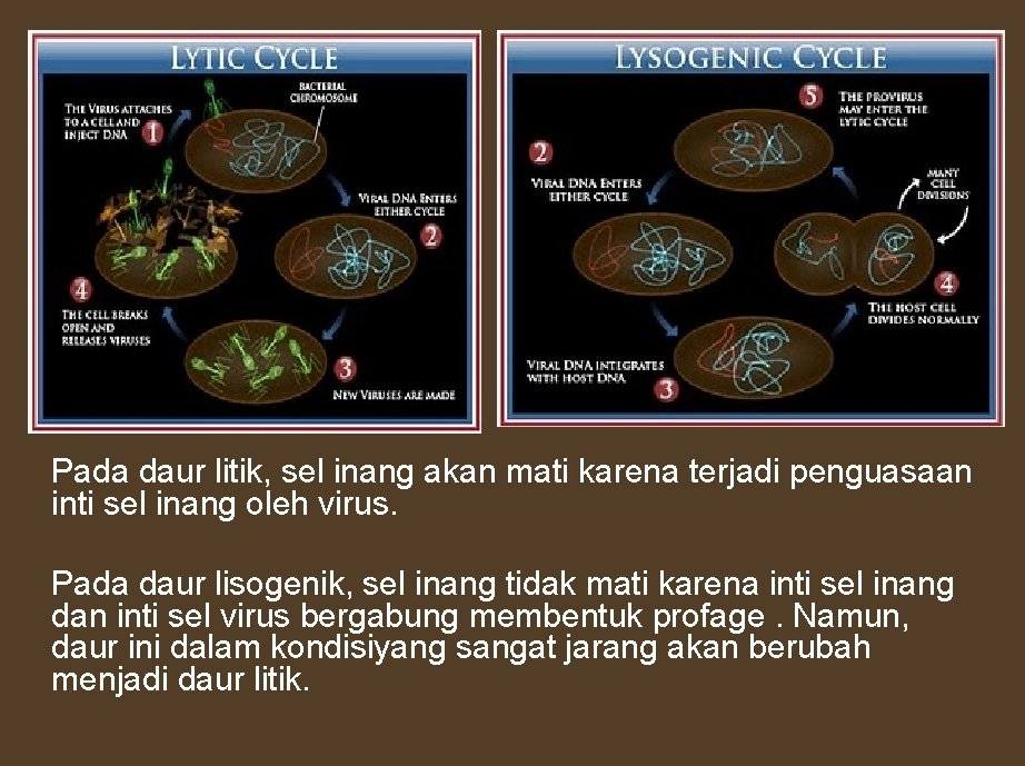 PERANAN MIKROORGANISME VIRUS DALAM BIDANG PERTANIAN PETERNAKAN DAN