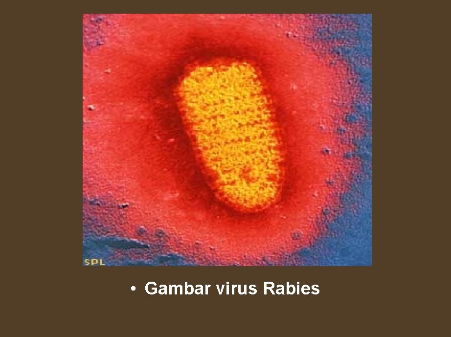 PERANAN MIKROORGANISME VIRUS DALAM BIDANG PERTANIAN PETERNAKAN DAN