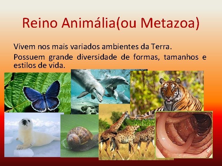 Reino Animliaou Metazoa Vivem nos mais variados ambientes