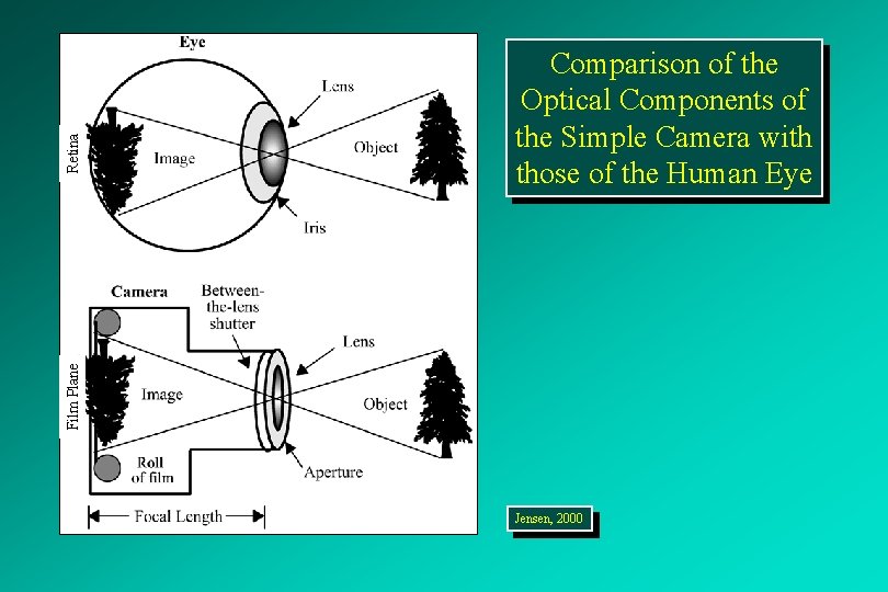 Retina Film Plane Comparison of the Optical Components