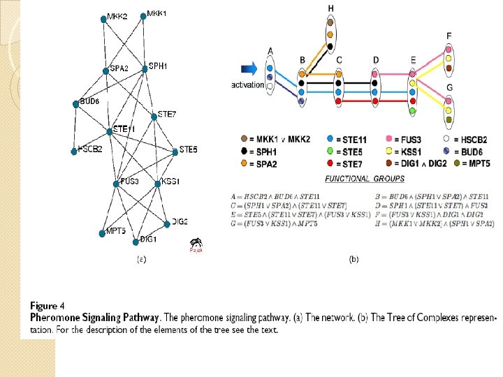 Decomposition of overlapping protein complexes A graph theoretical