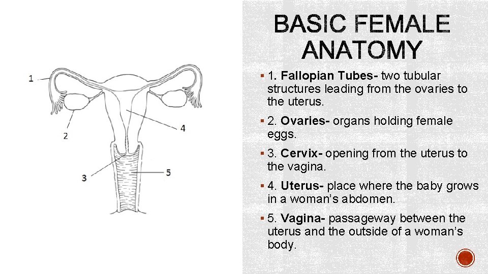 Identify the parts of the human female reproductive