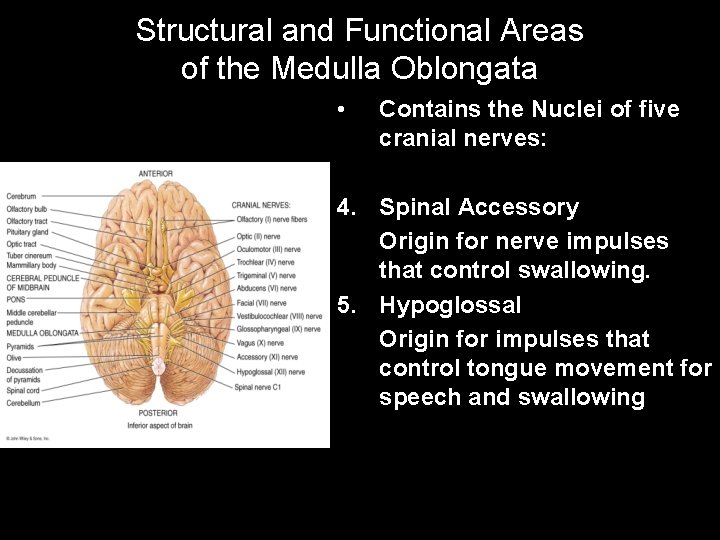 Bio 241 AP Unit 4 Lecture 3 Structural