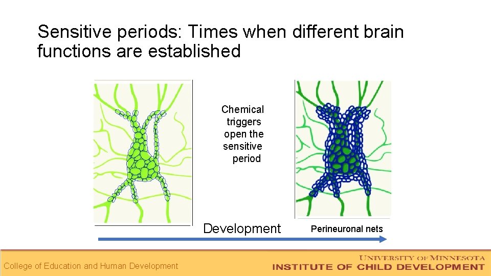 The development of brain architecture The importance of