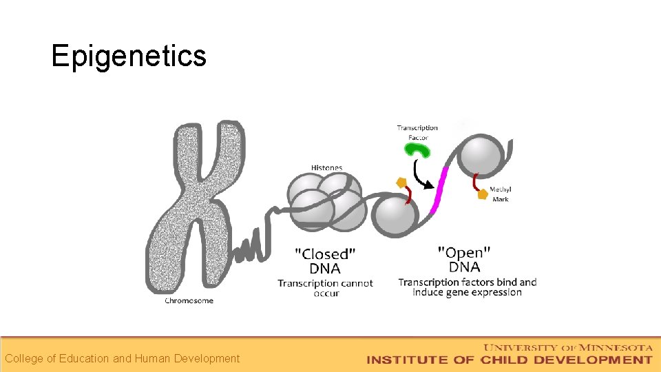 The development of brain architecture The importance of