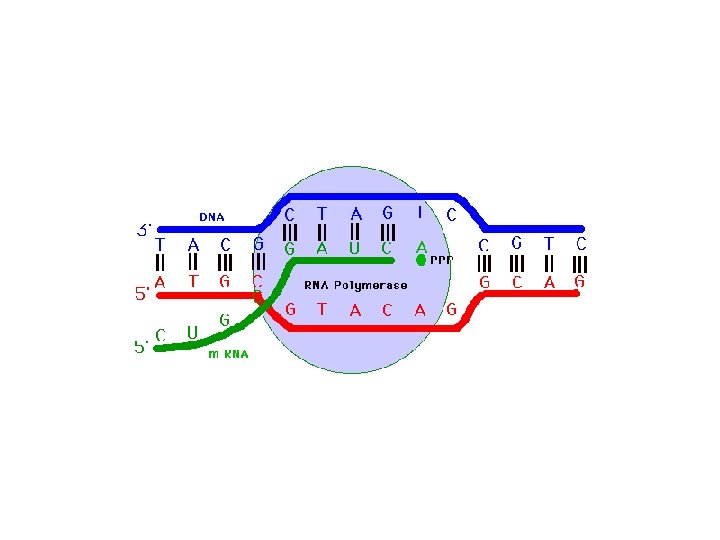 Human Genome First 1000 lines of Chromosome 1