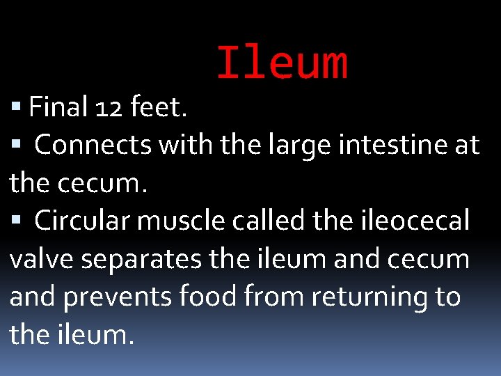 Digestive system The digestive system is responsible for