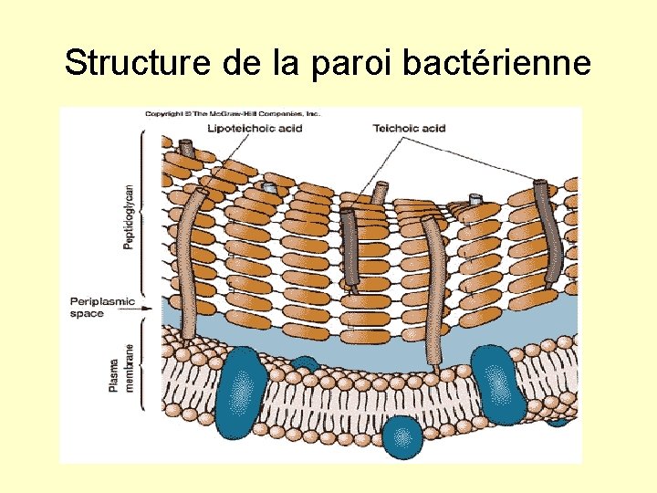 BASES DE BACTERIOLOGIE Le laboratoire de Bactriologie ralise