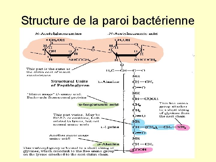 BASES DE BACTERIOLOGIE Le laboratoire de Bactriologie ralise