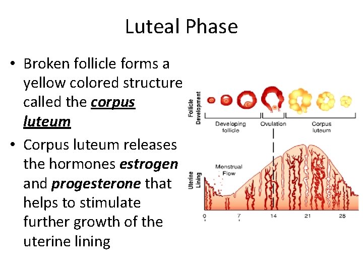 Ovulation and Menstruation Function of Menstrual Cycle Uterine