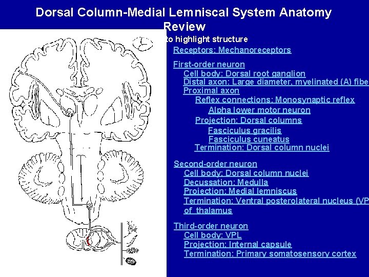Dorsal ColumnMedial Lemniscal System Anatomy Review Click name