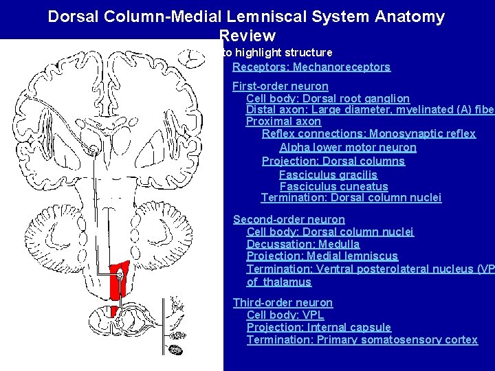 Dorsal ColumnMedial Lemniscal System Anatomy Review Click name