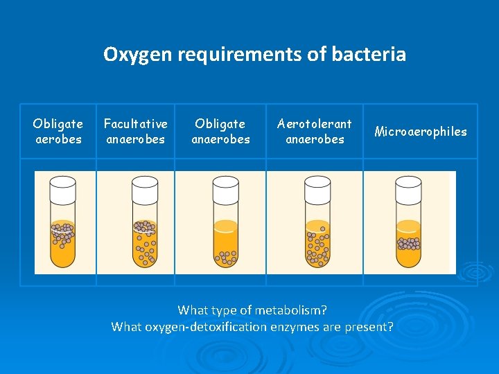 Game plan Lecture Lab Binary fission Growth curves