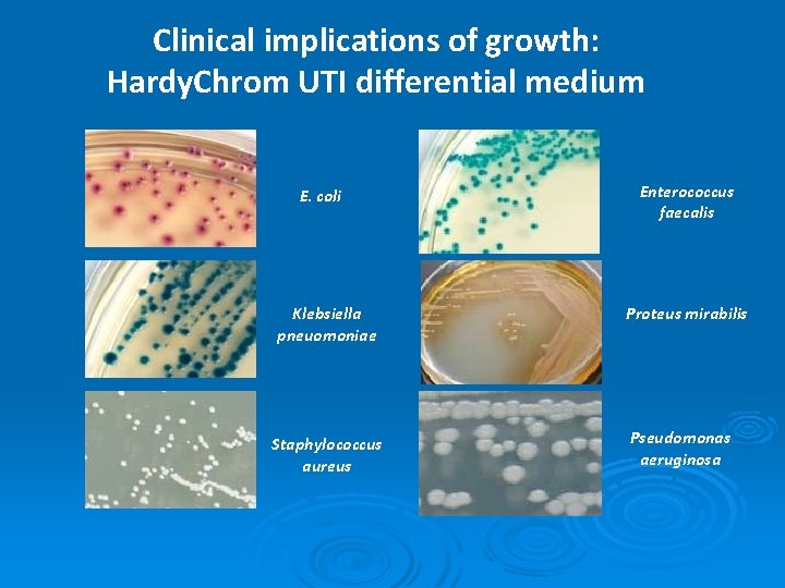Game plan Lecture Lab Binary fission Growth curves