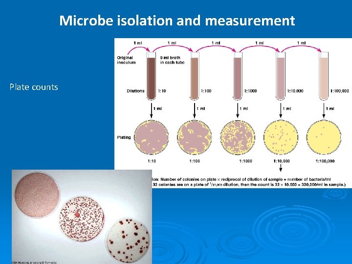 Game plan Lecture Lab Binary fission Growth curves