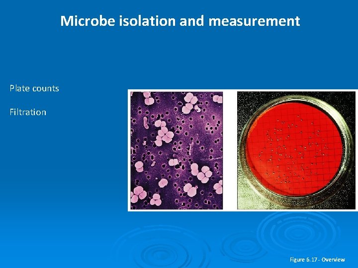 Game plan Lecture Lab Binary fission Growth curves