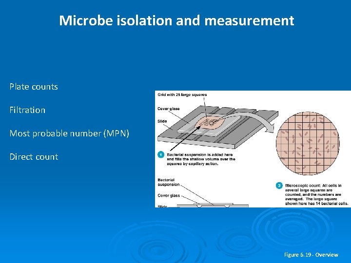 Game plan Lecture Lab Binary fission Growth curves