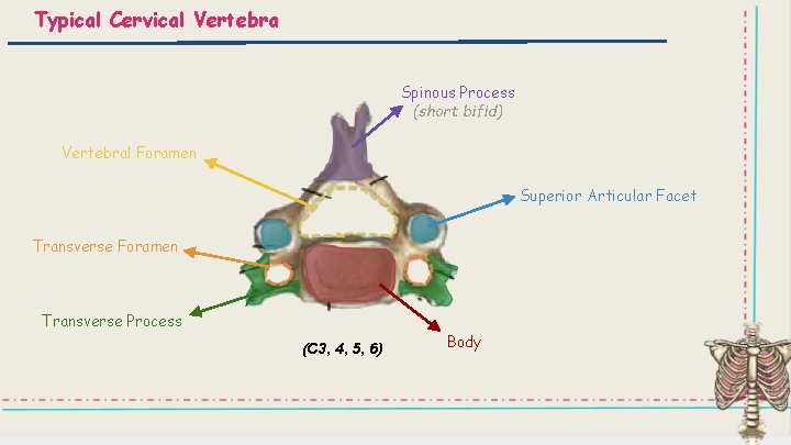 Vertebral Column Muscles of The Back Revision Anatomy