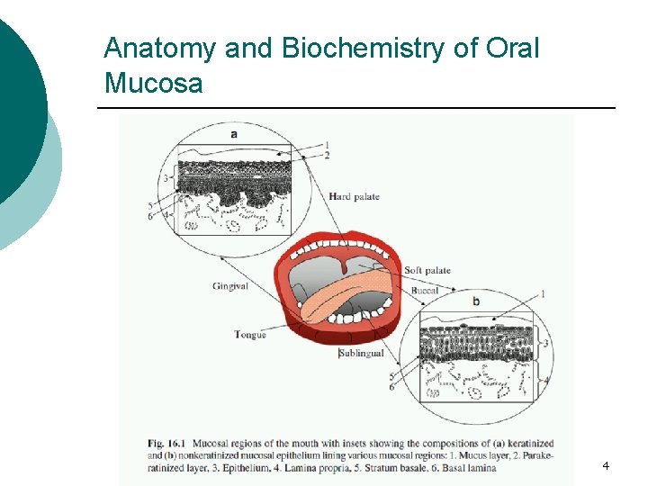 Buccal Delivery Systems Dr Mohammad Issa 1 Introduction