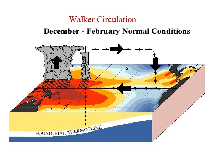 On the Radiative and Dynamical Feedbacks over the