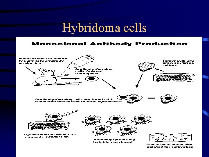 Production of Monoclonal Antibodies Jose Baeza California State