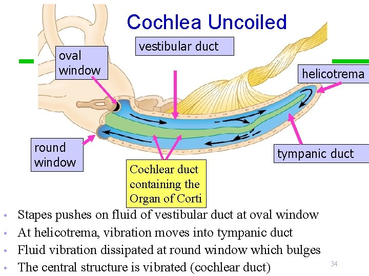 Lab Activities 16 17 18 Olfaction Taste Vision