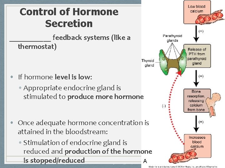 Endocrine System Mosby items and derived items 2008