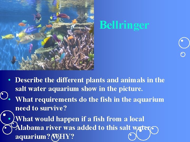 Bellringer Describe the different plants and animals in
