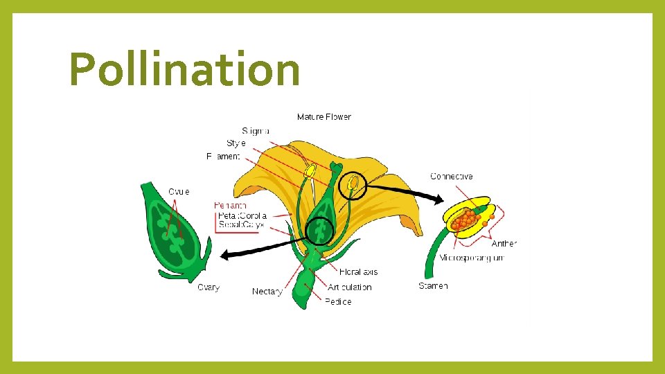 SEED SAVING Why save seeds Preserve excellent varieties