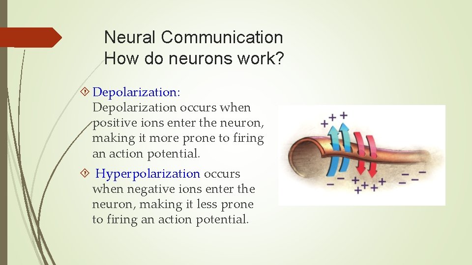 The Biology of the Mind Chapter 2 Neural