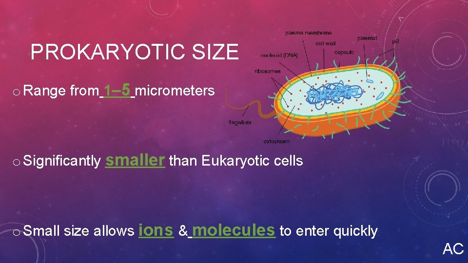 BACTERIA CLASSIFICATION AND CHARACTERISTICS GROUP 1 ASHLEY CORSO