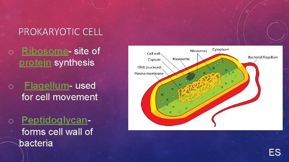 BACTERIA CLASSIFICATION AND CHARACTERISTICS GROUP 1 ASHLEY CORSO