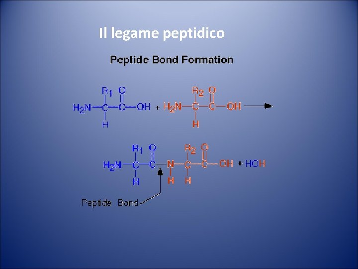 La cellula eucariotica Morfologia delle cellule eucariotiche Membrana