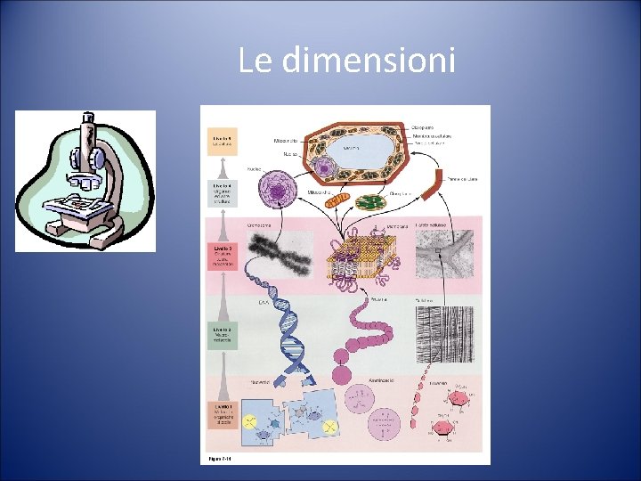 La cellula eucariotica Morfologia delle cellule eucariotiche Membrana