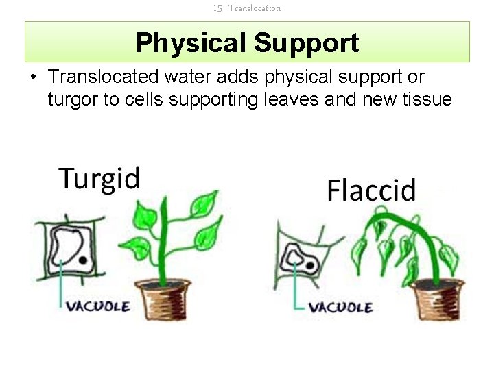 Just the Facts Introduction to Plant Science Revised