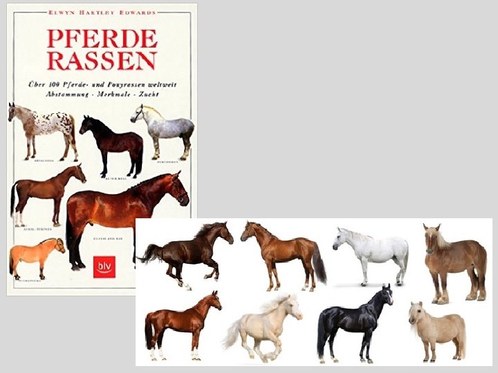 Vogelrassen und Menschenrassen das Gleiche oder etwas Anderes