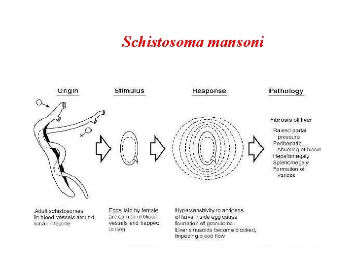 The Trematodes DR MONA BADR CLASSIFICATION OF PARASITES