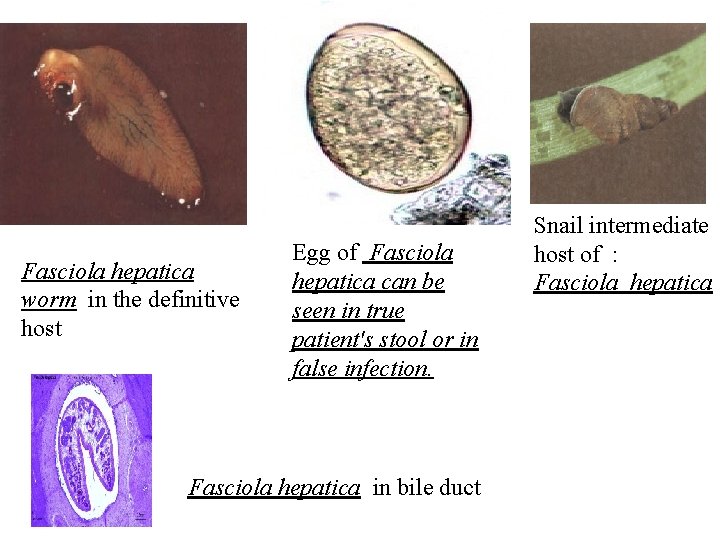 The Trematodes DR MONA BADR CLASSIFICATION OF PARASITES