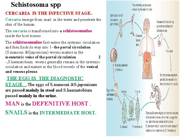 The Trematodes DR MONA BADR CLASSIFICATION OF PARASITES