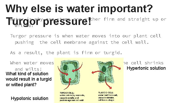 Turgor Pressure and Roots Discussing our gummy worm
